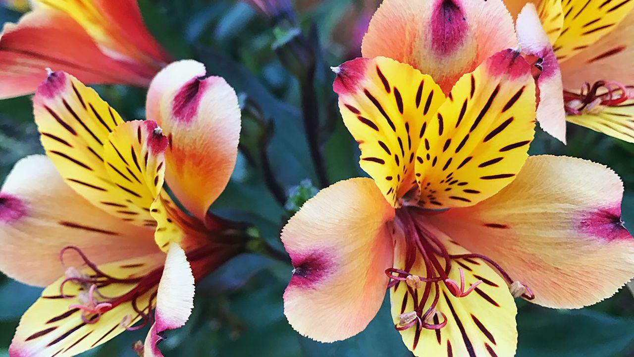 Best bee friendly plants: 12 beautiful ideas to try in your garden ...