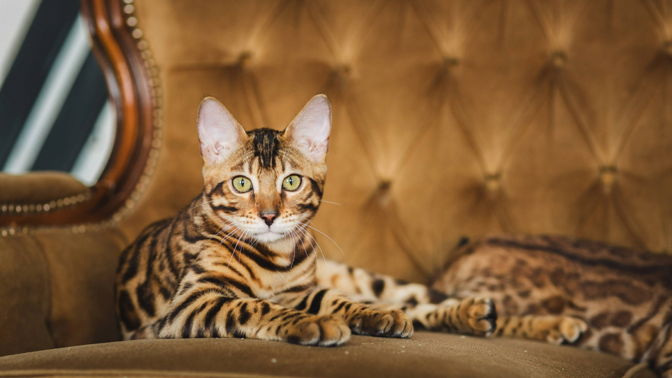Hypoallergenic cat breeds: The 12 best options for allergy sufferers ...