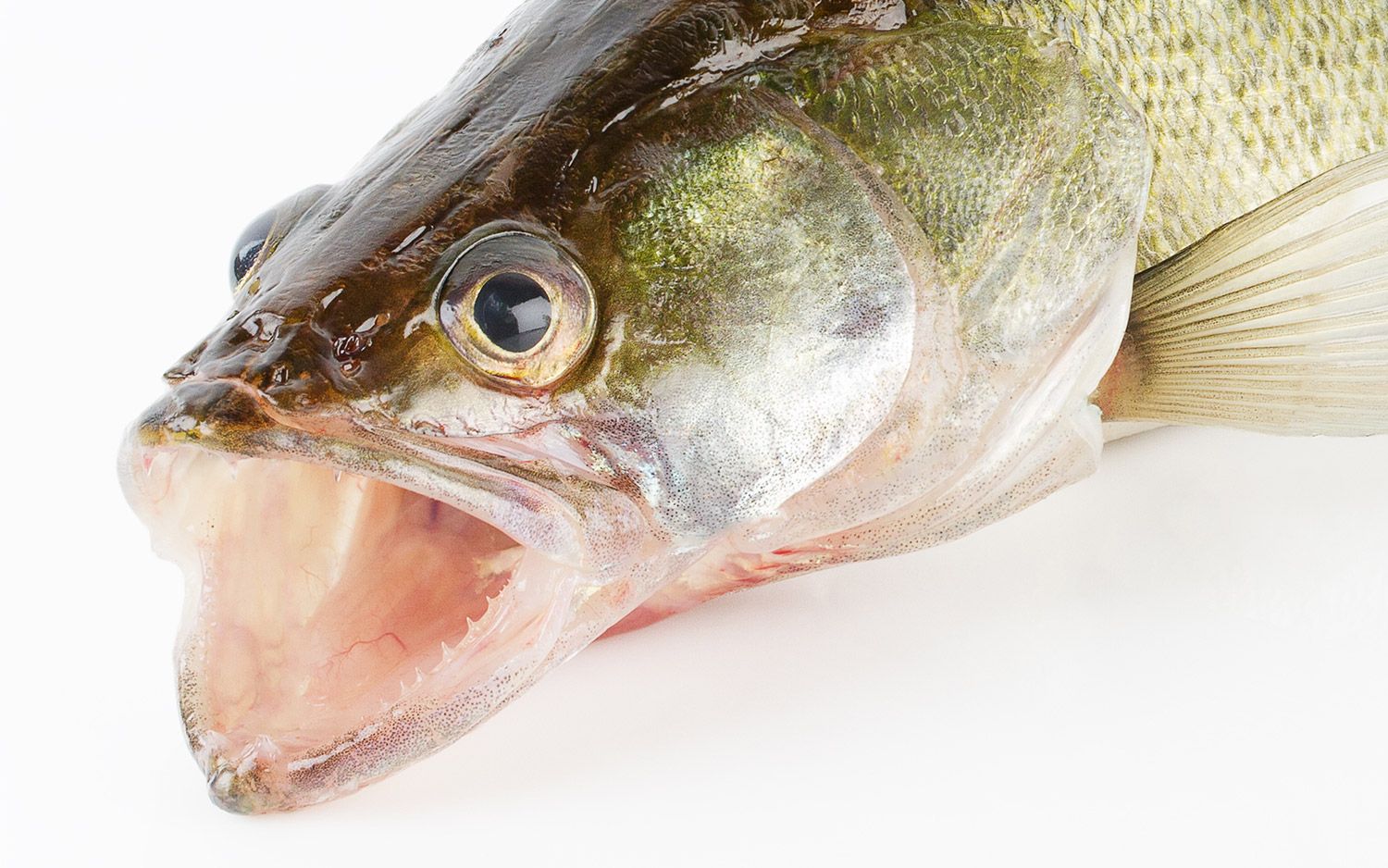 Rotting Fish Art Explodes, Causes Fire in London Gallery | Live Science