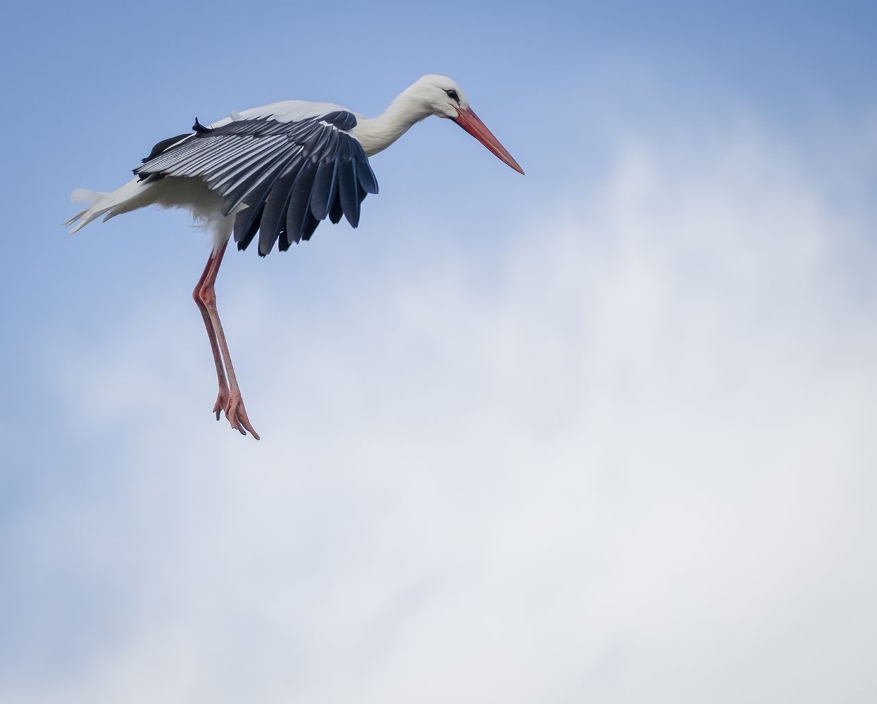 The UK gets its first ‘European stork village’ — and it's in West ...