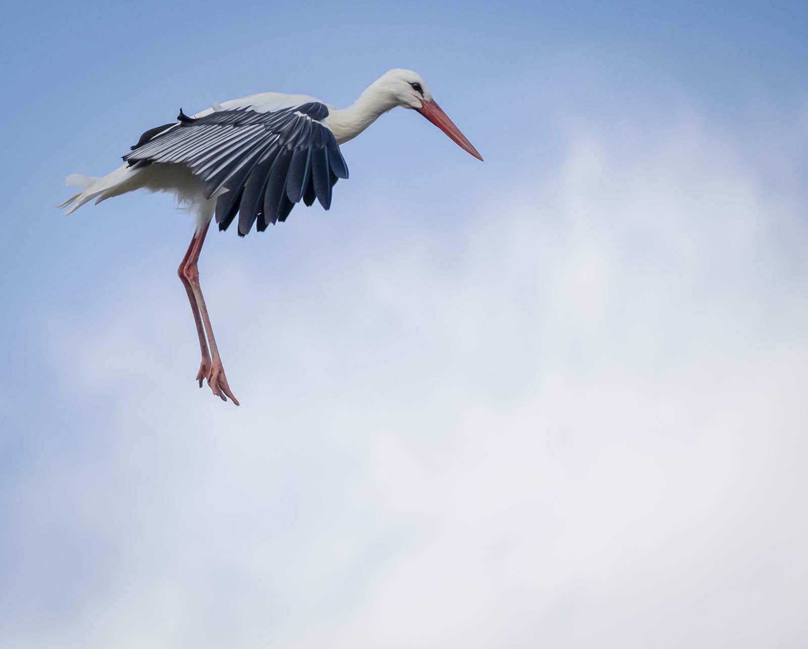 The UK gets its first ‘European stork village’ — and it's in West ...
