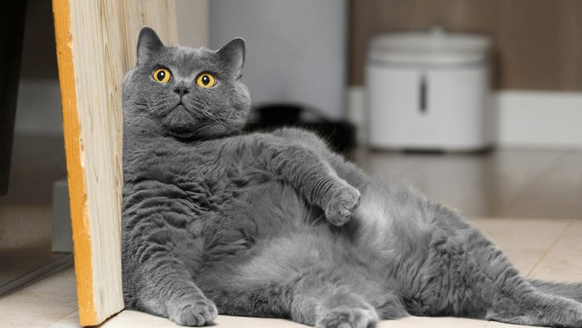 Cat scooting: It is normal or a sign of a problem? A vet explains ...