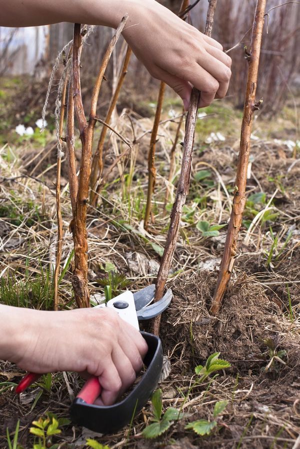 Tips & Information about Raspberries | Gardening Know How