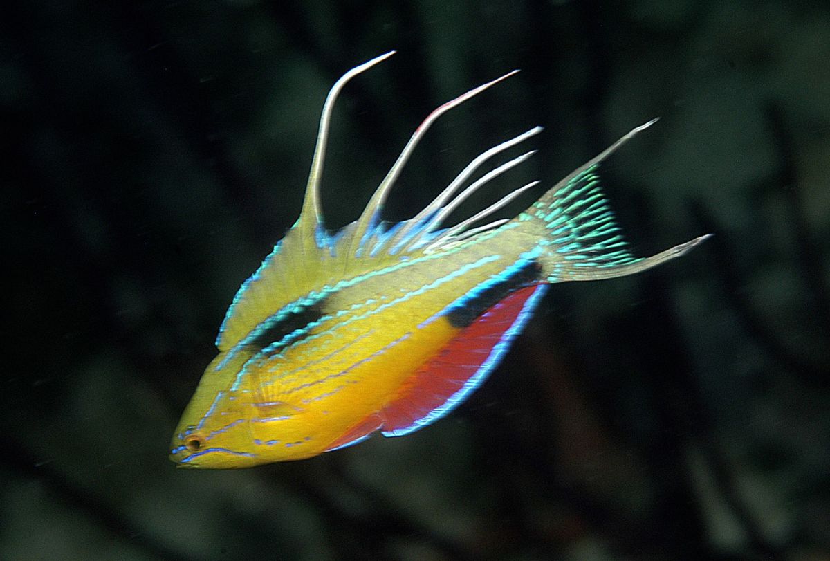 'Pinocchio Frog,' 'Yoda Bat' Top Amazing Creatures List | Live Science