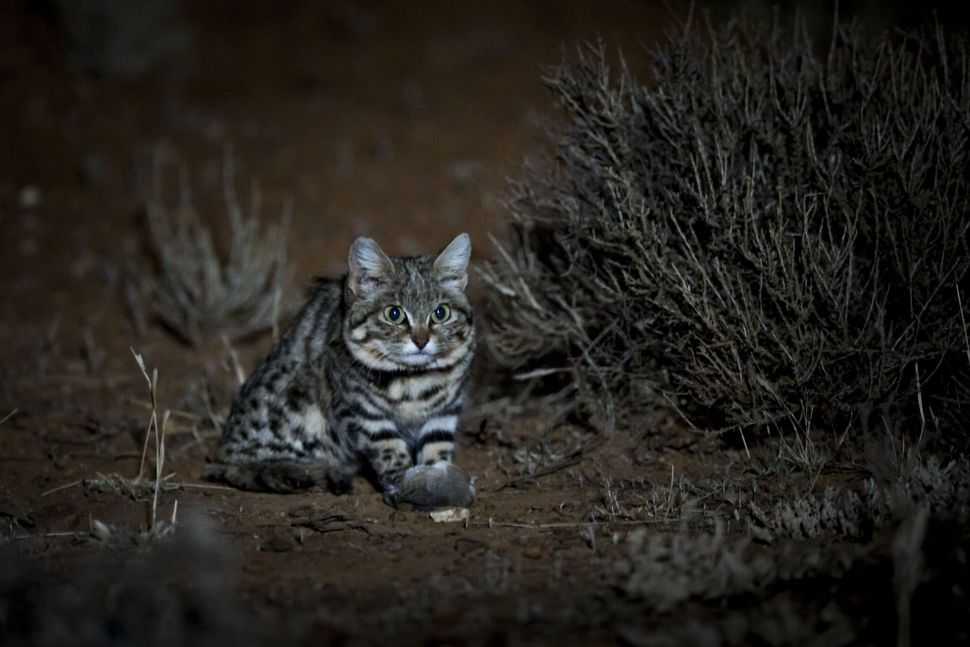 Meet the Rare and Fabulous Felines of 'Super Cats' (Photos) | Live Science