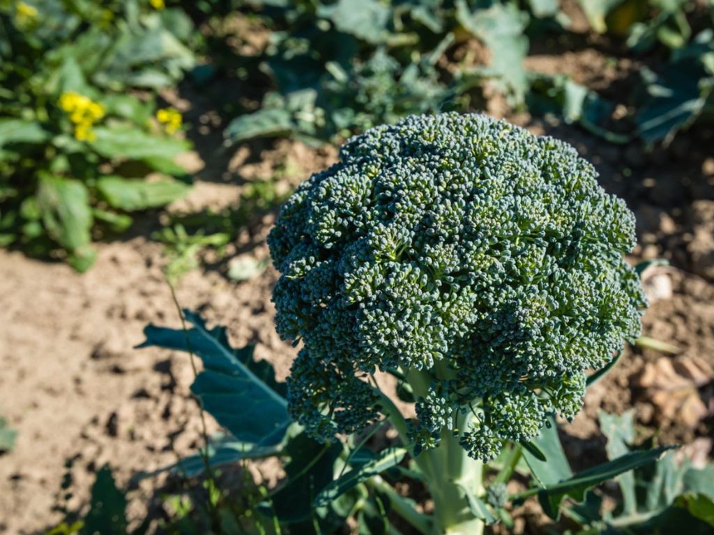 Calabrese Broccoli Growing: How To Plant Calabrese Broccoli | Gardening ...