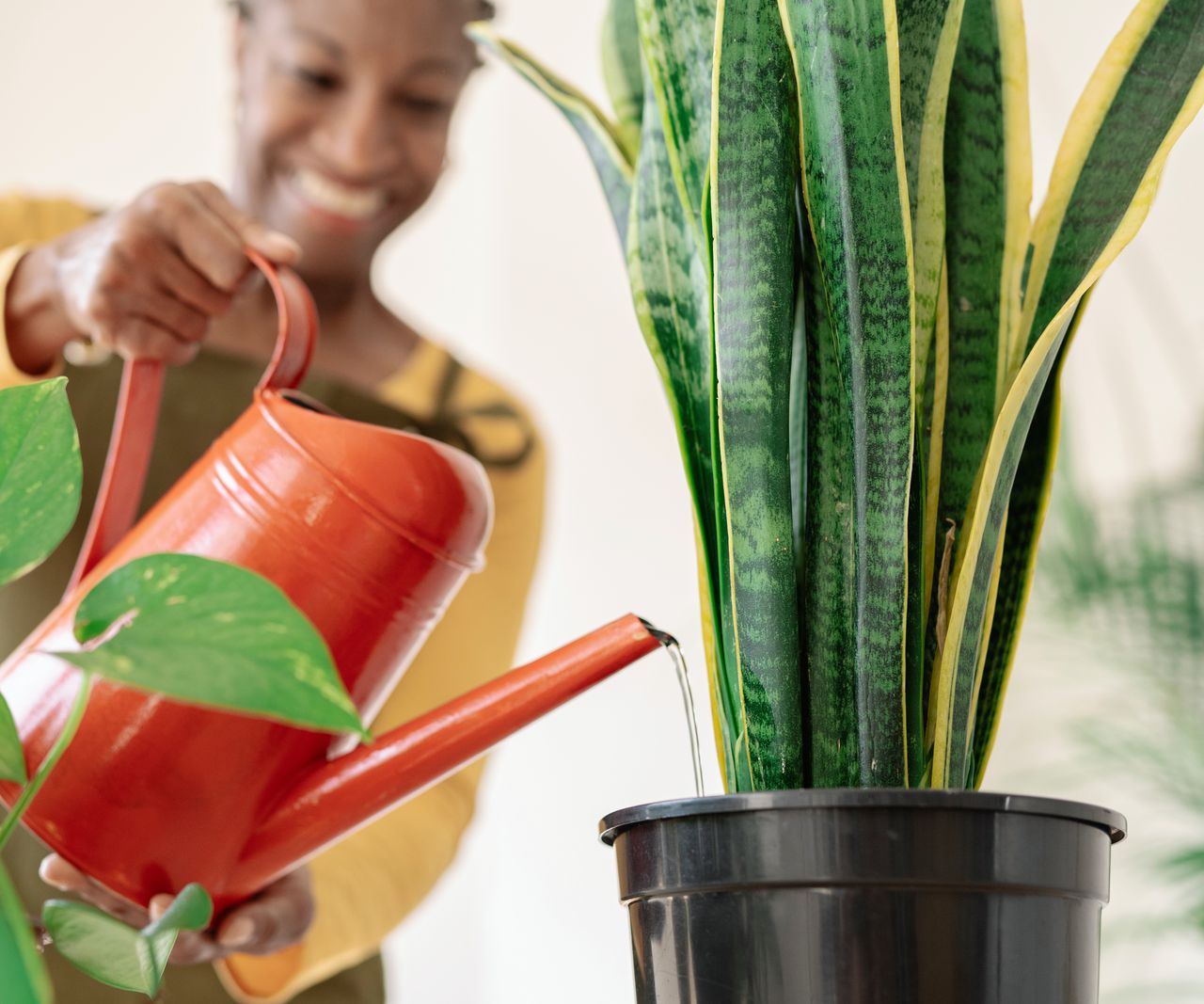 Snake Plant Care Made Easy: Ultimate Growing Guide | Gardening Know How