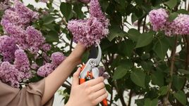 Pruning mistakes: 5 common errors and how to avoid them | Homes & Gardens