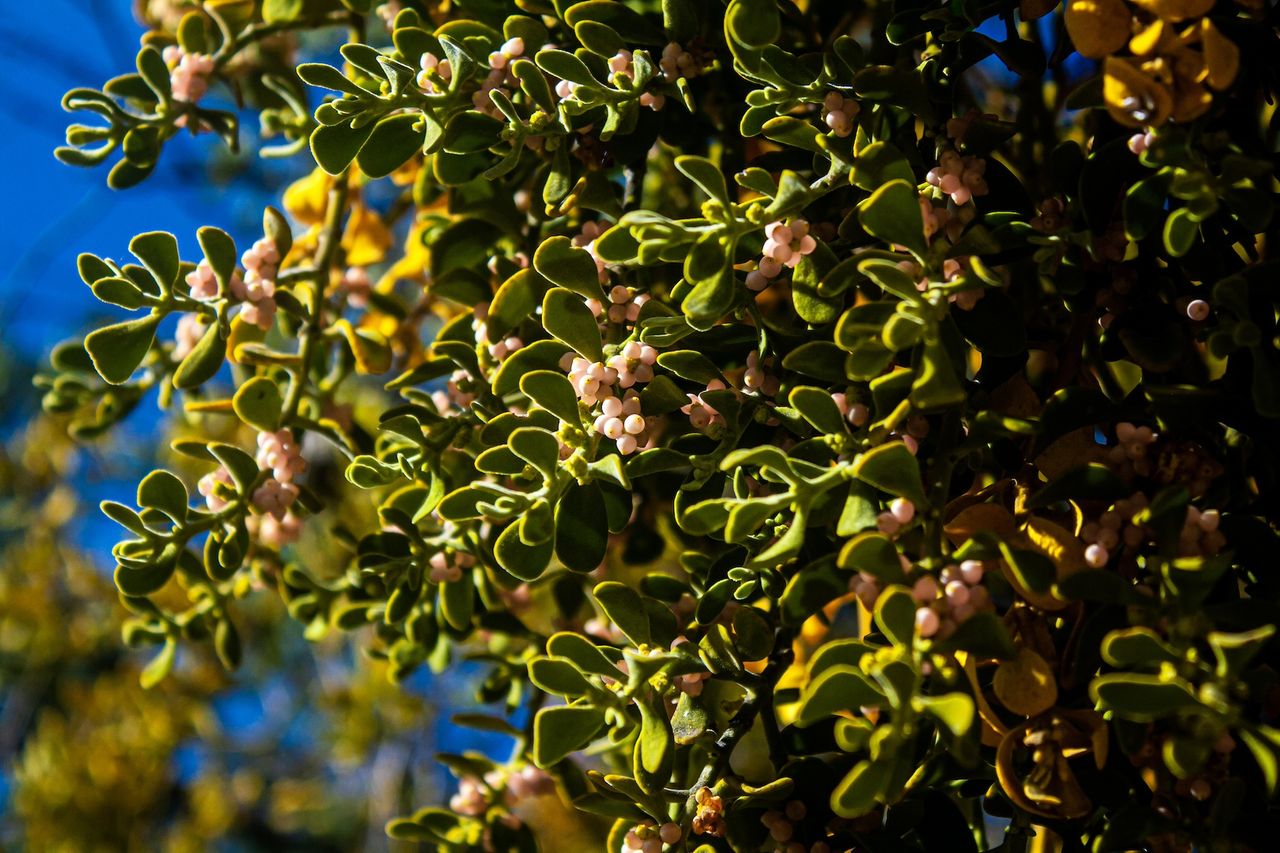 How to Grow Mistletoe — An Experts Guide | Livingetc