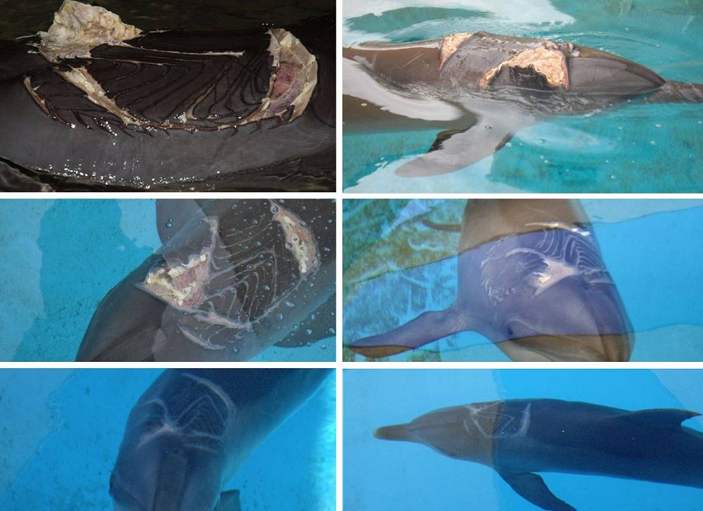 Miraculous! Dolphin Healing Powers May Help Humans | Live Science