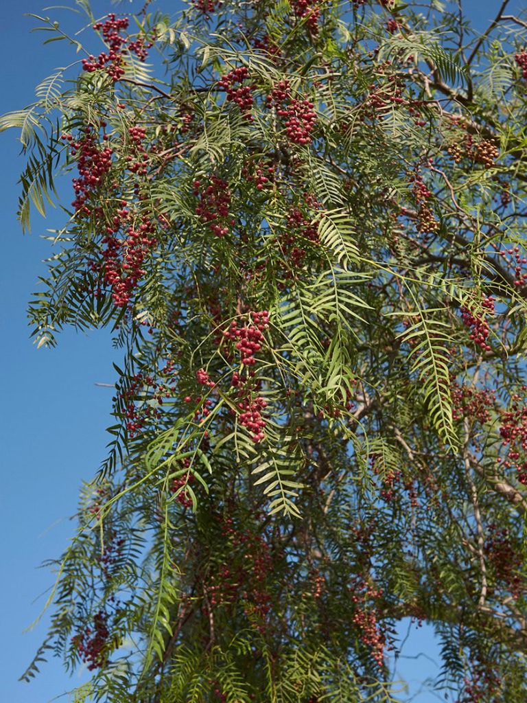 What Is A California Pepper Tree - Growing California Pepper Trees ...