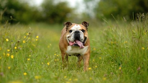 32 dog breeds for every zodiac sign | PetsRadar