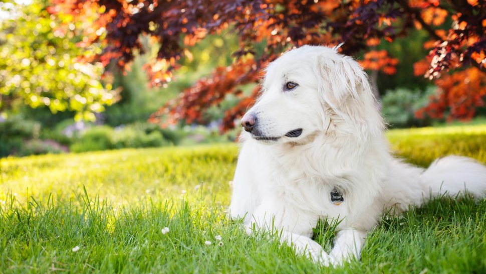 32 of the best emotional support animal breeds | PetsRadar