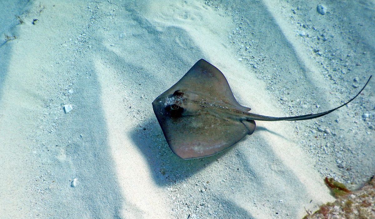 What Are Stingrays Live Science What Are Stingrays Live Science