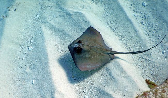 What are stingrays? | Live Science