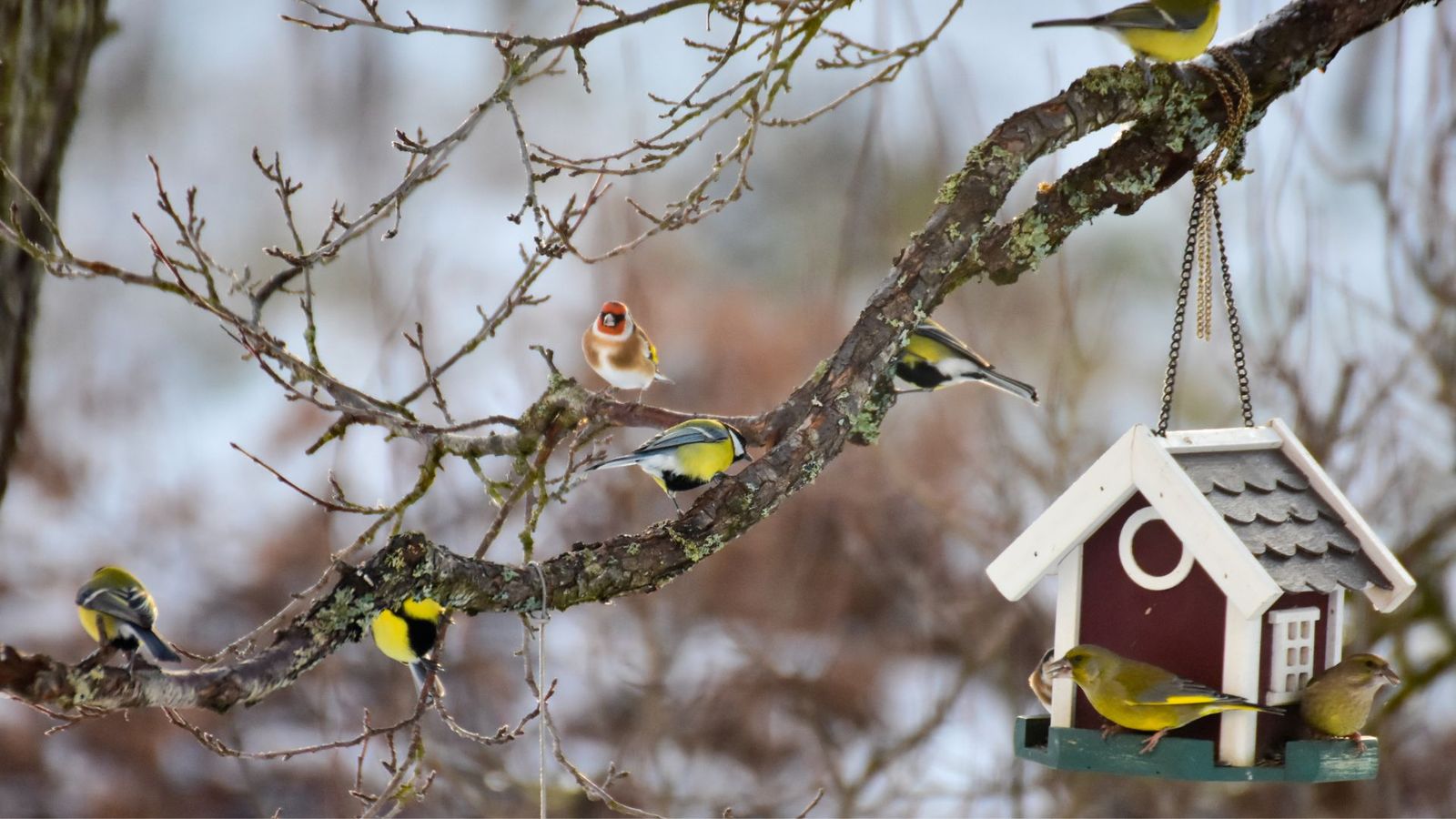 Monty Don shares best foods to feed birds and what to avoid | Woman & Home