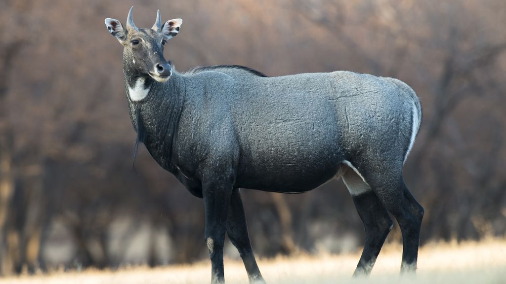 20 of the best named animal species on Earth, from Boops boop to Agra ...