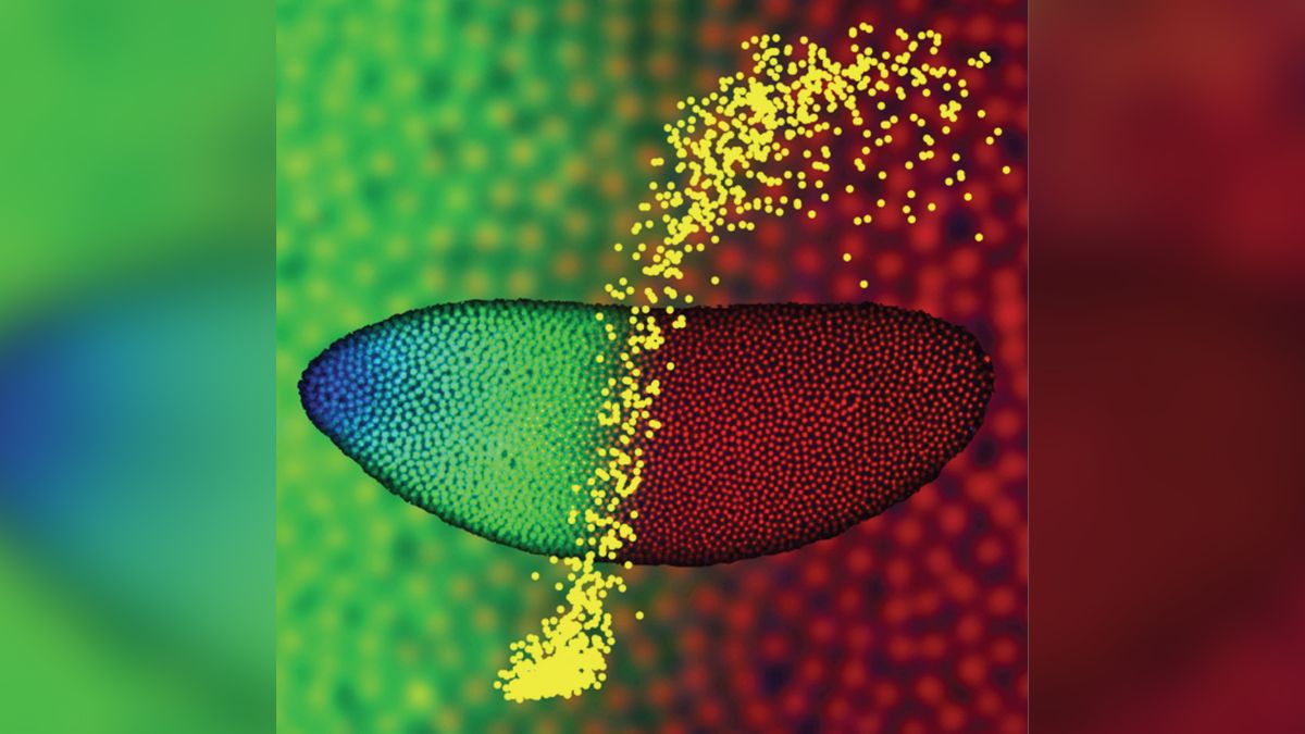 Genetic dark matter may drive the evolution of new species | Live Science