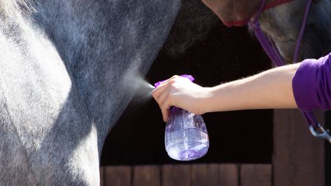 Homemade fly spray for horses: Recipes and vet advice | PetsRadar