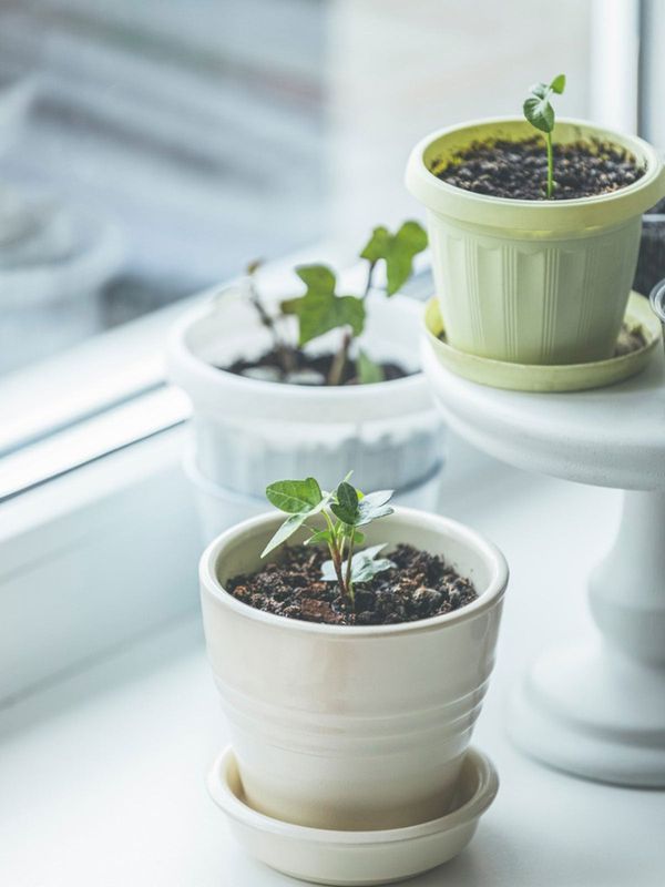 Tips & Information about Houseplants | Gardening Know How