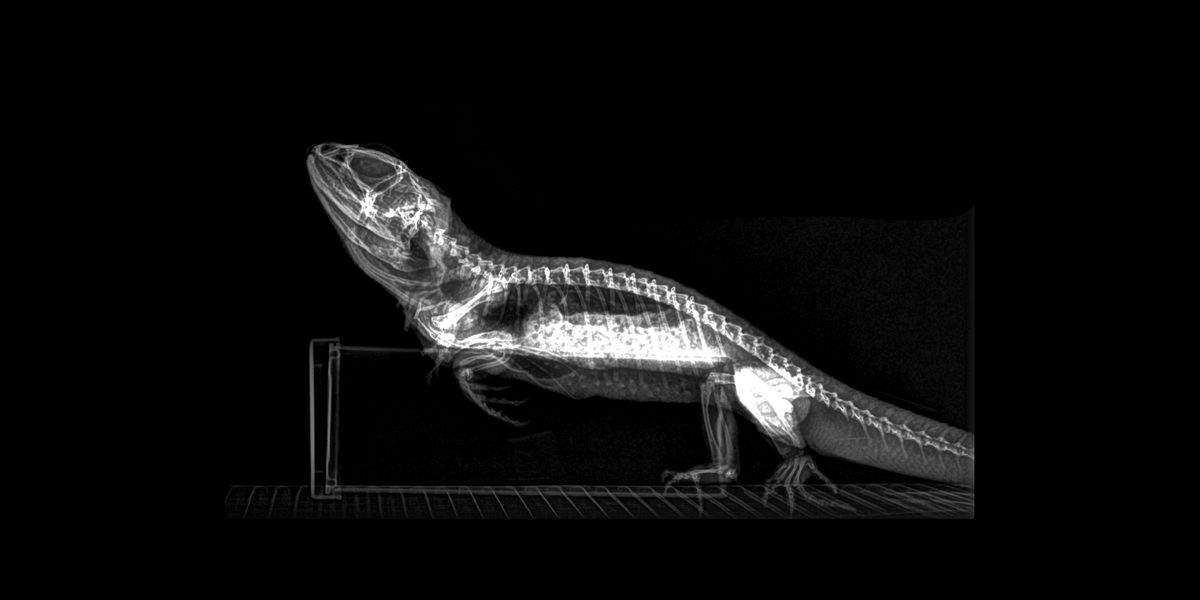 In Photos: Eerie Zoo Animal Skeletons, in X-Rays | Live Science