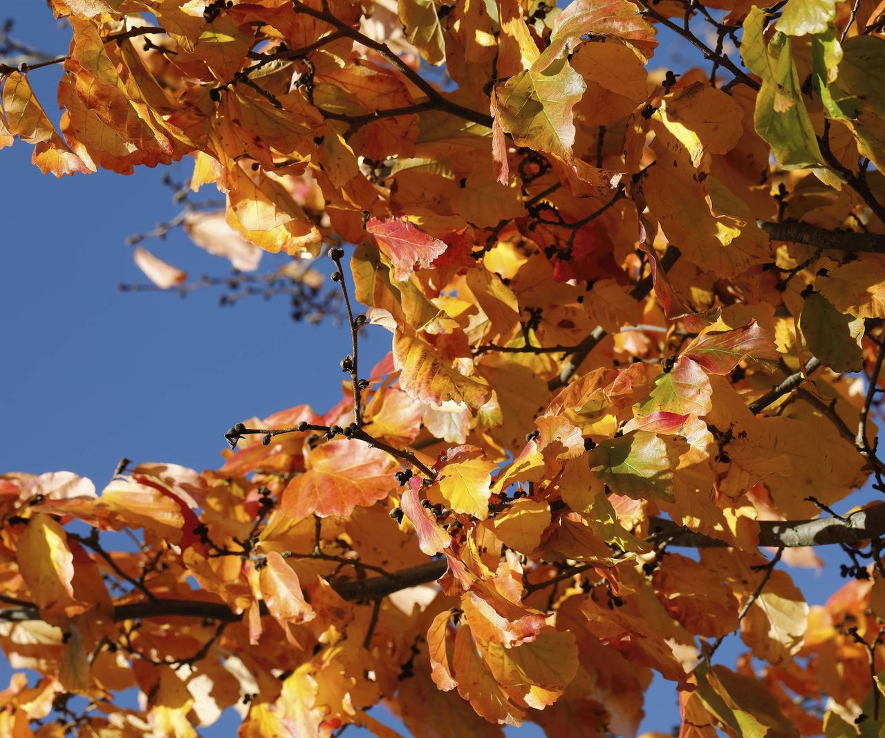 9 trees to prune in February plus expert trimming advice | Homes and ...