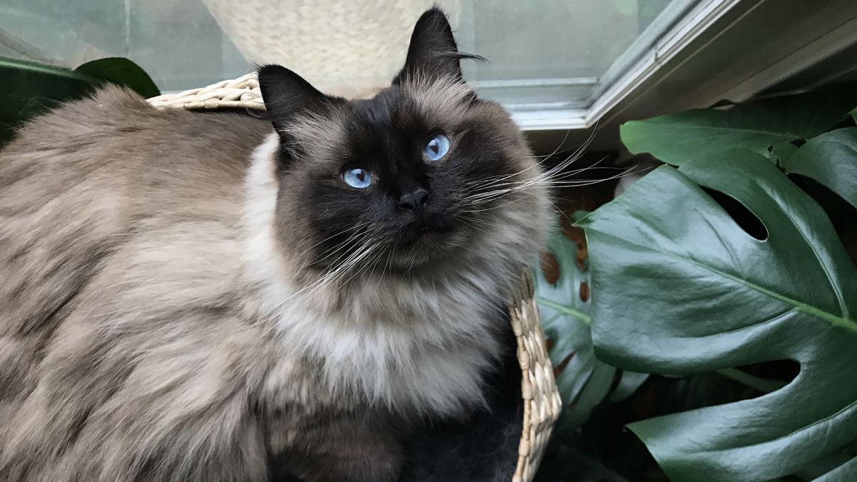 32 fun facts about ragdoll cats | PetsRadar