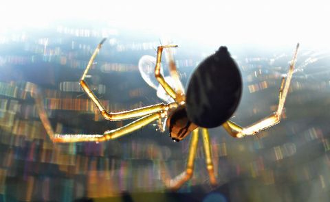 Arachtober in Action: Amazing Photos of Spiders from Around the World ...