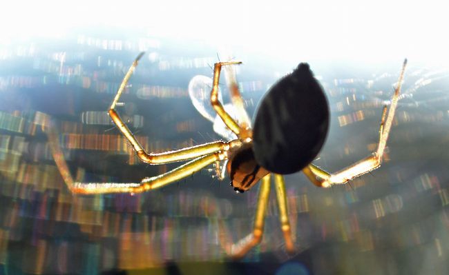 Arachtober in Action: Amazing Photos of Spiders from Around the World ...