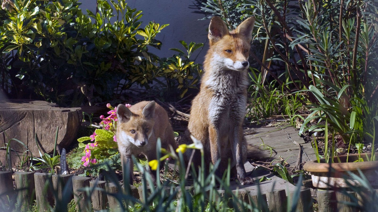 How to keep foxes out of the garden – the top 7 deterrents | Homebuilding