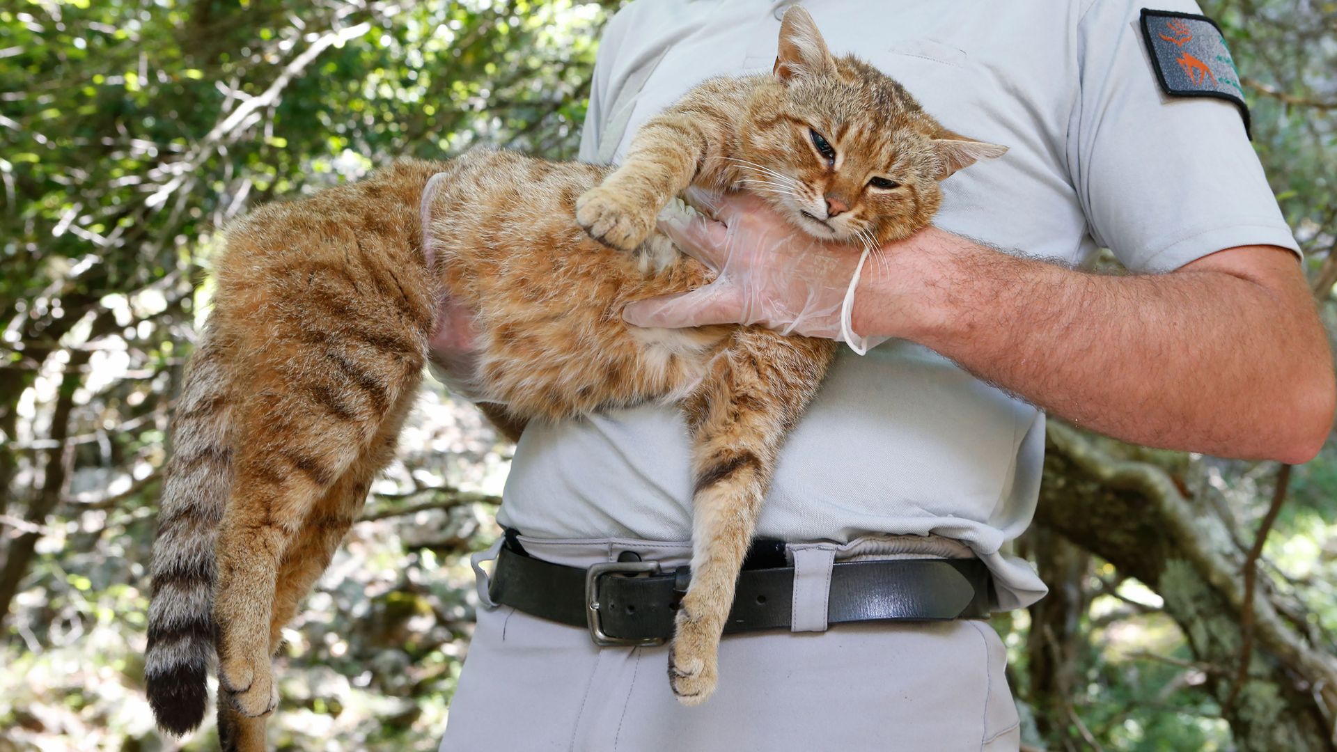 Meet the Cat-Fox, an Oddball Feline Roaming Around a French Island ...