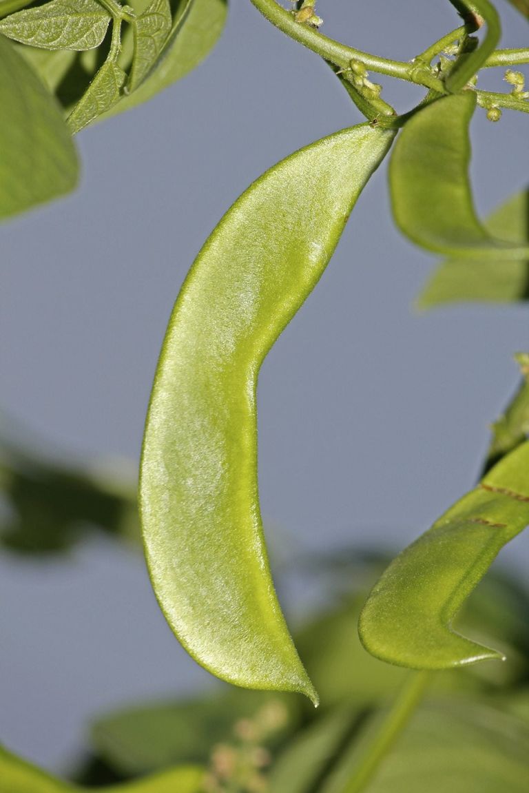 Empty Lima Bean Pods - How To Solve Problems Growing Lima Beans ...