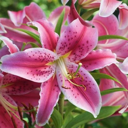 What are Hybrid Flowers and How do you Grow Them? | Livingetc