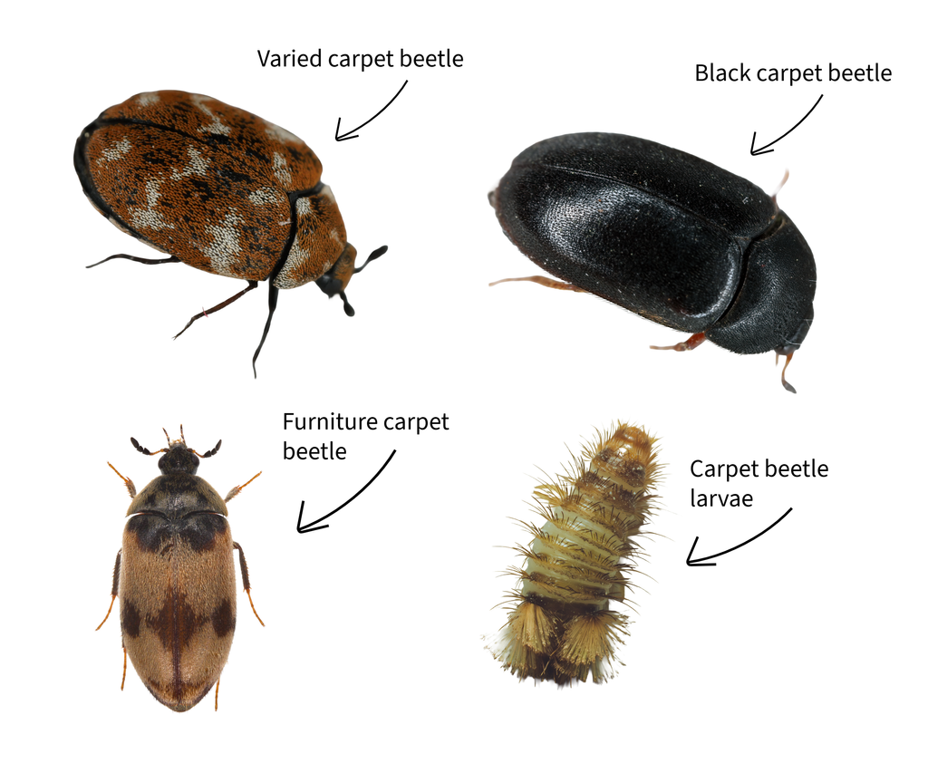 How to get rid of carpet beetles: an expert guide | Homebuilding