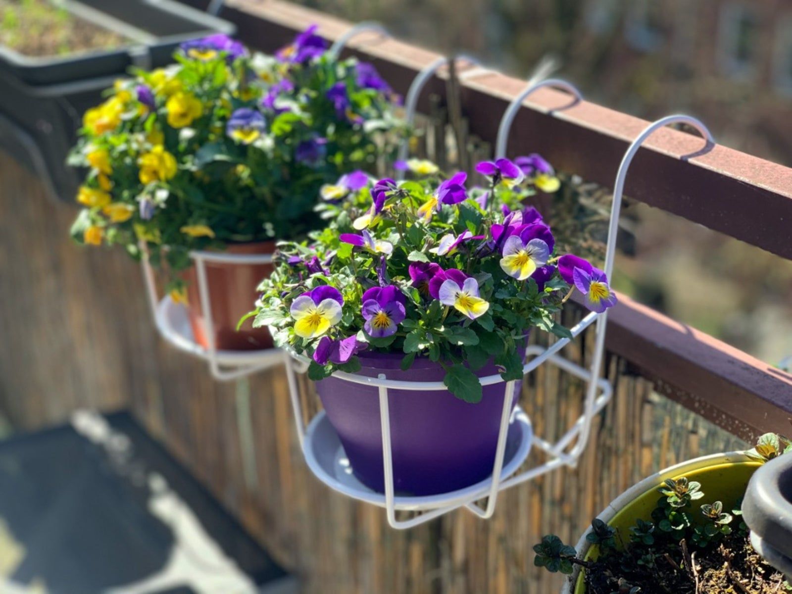 Pots For Balcony Plants: Choosing Narrow Balcony Planters | Gardening ...