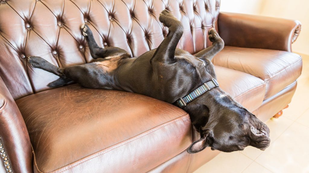 32 sleepiest dog breeds | PetsRadar