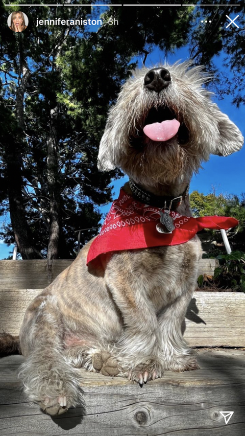 Jennifer Aniston's Holiday Message To The Fans Shows Off Her Cute ...