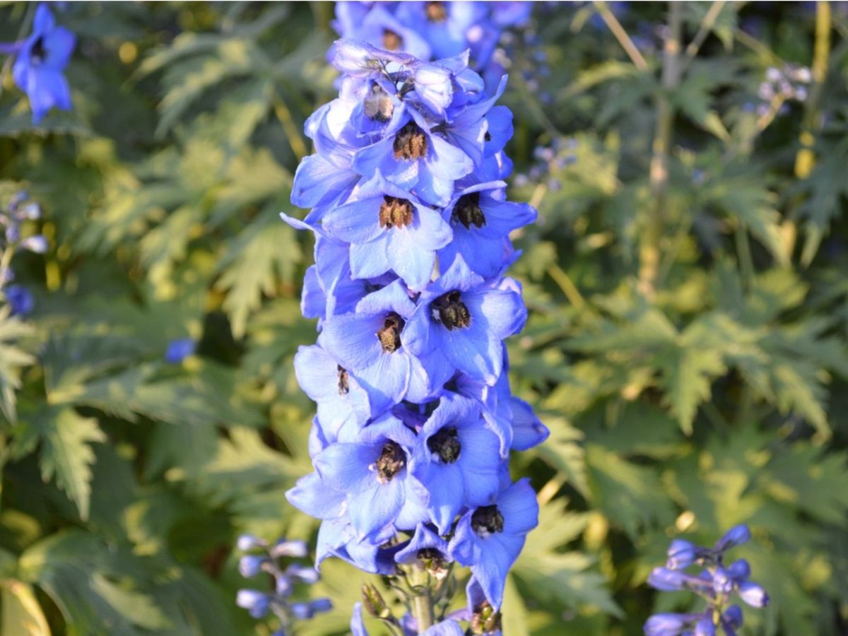 Growing Larkspur Flowers - Information On When To Plant Larkspurs ...