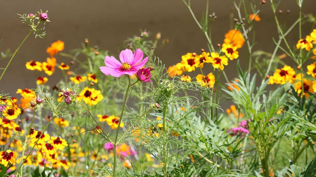 How to design a mini meadow in pots: expert gardening advice | Homes ...