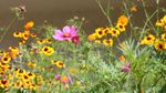 Butterfly puddlers: a guide to butterfly watering stations | Homes and ...