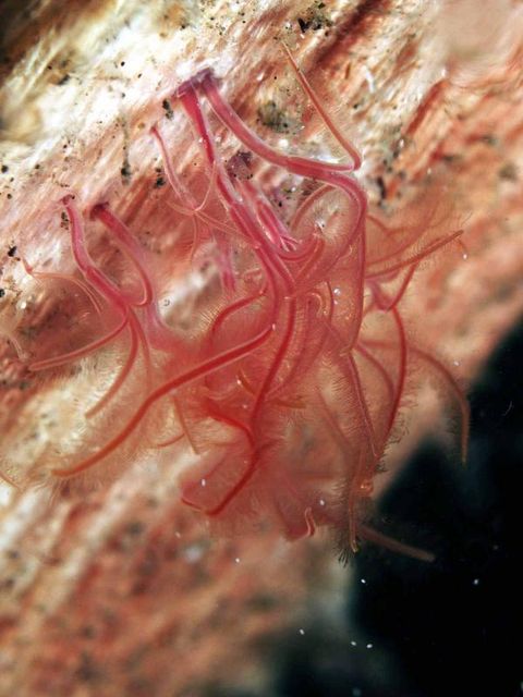 Bizarre 'Zombie' Worms Use Acid to Eat Whale Bones | Live Science