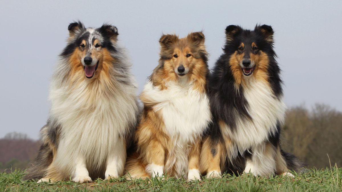 Rough Collie Colours