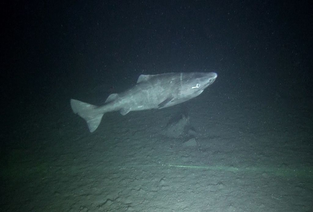 Ancient Greenland Shark Reveals Its Age in Eerie Underwater Video ...