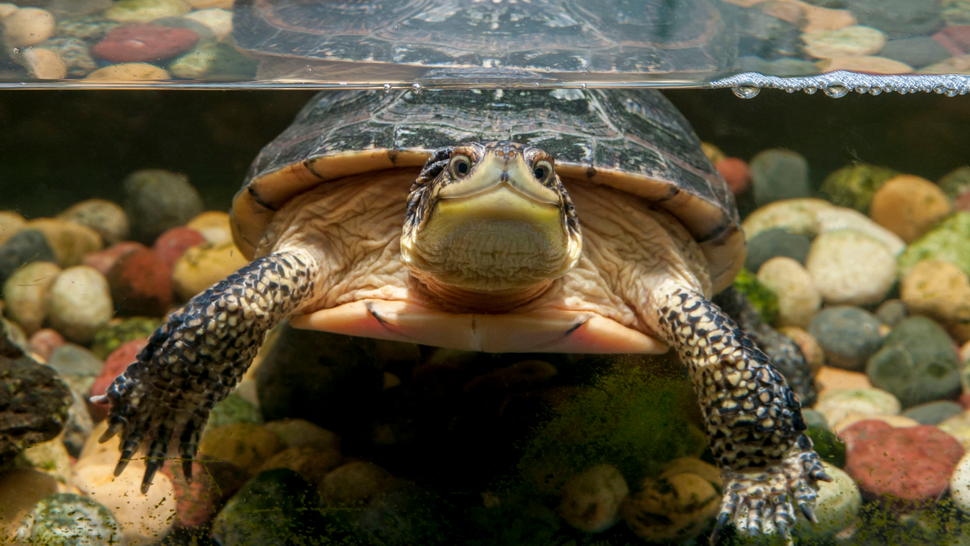 Which animals can hold their breath underwater the longest? | Live Science