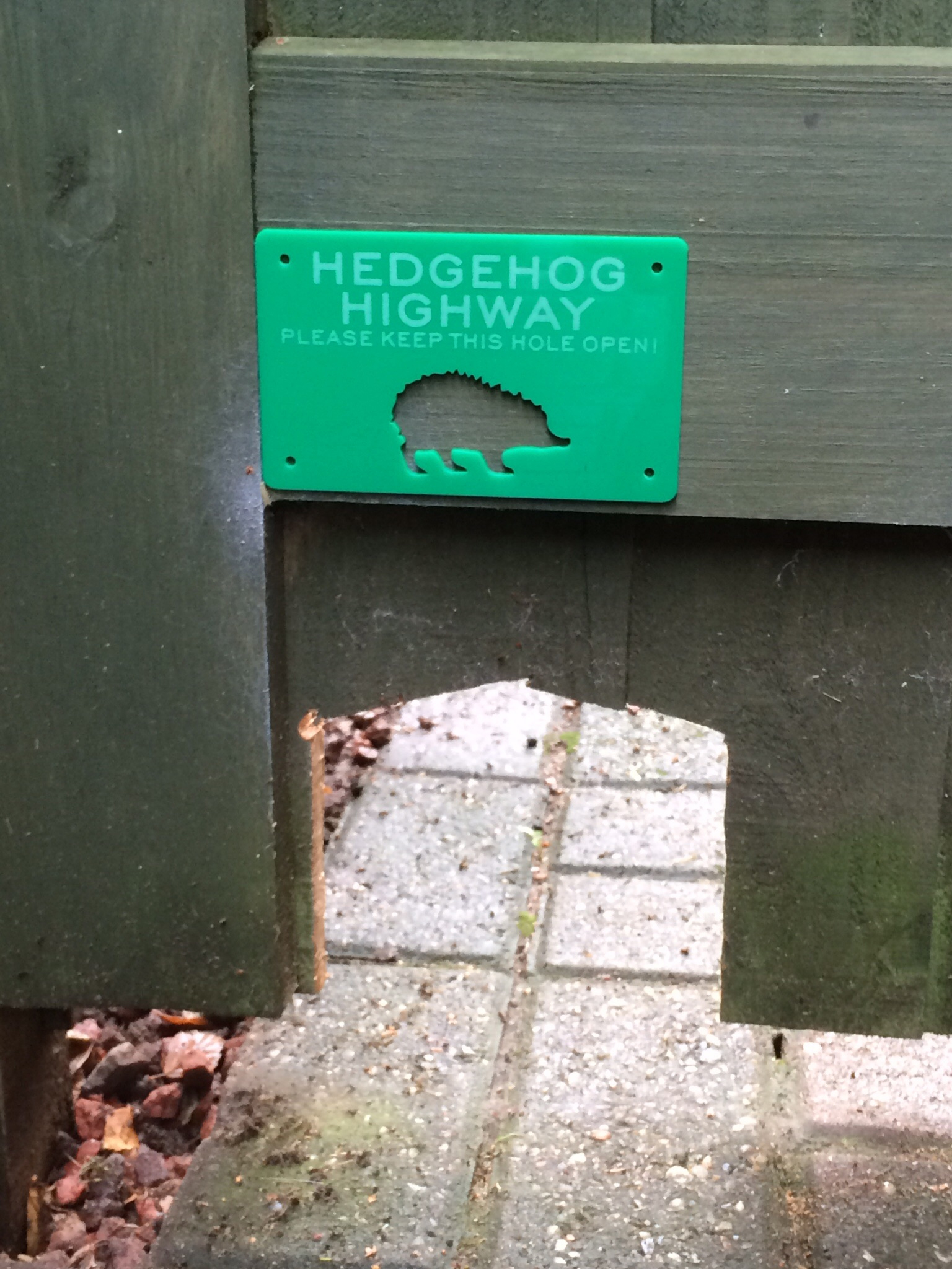 How to help hedgehogs: follow our expert hedgehog care tips | Gardeningetc