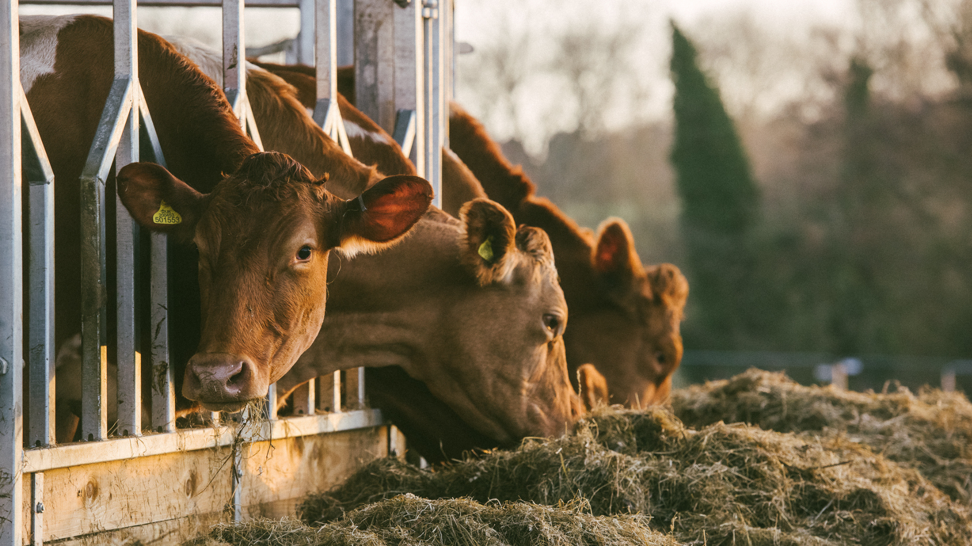 The best UK farm stays for a wholesome break | The Week