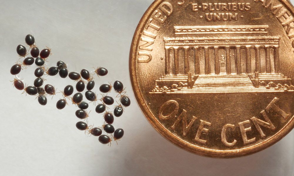 Bloodsuckers! Michigan Ticks and Larvae, In Photos: Page 2 | Live Science