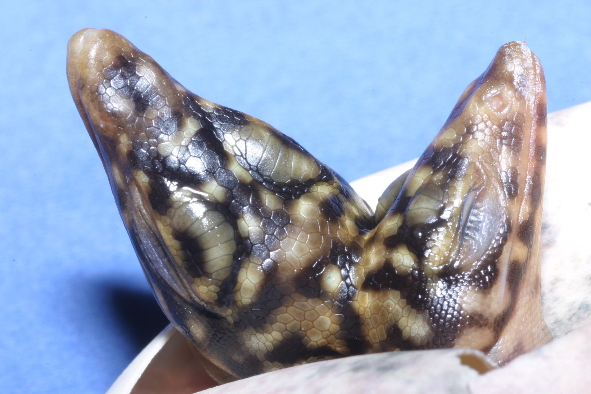 Rare Case of Conjoined Lizard Twins Reported at Zoo | Live Science