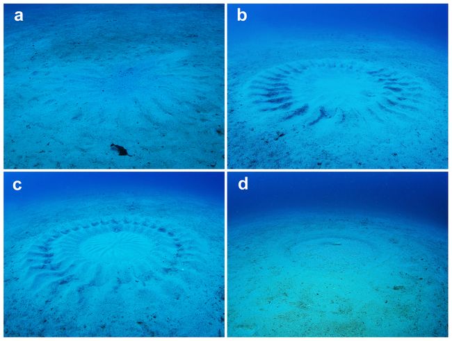 Pufferfish Love Explains Mysterious Underwater Circles | Live Science