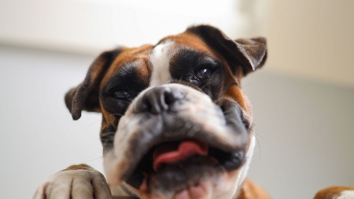 Facts about boxer dogs | PetsRadar